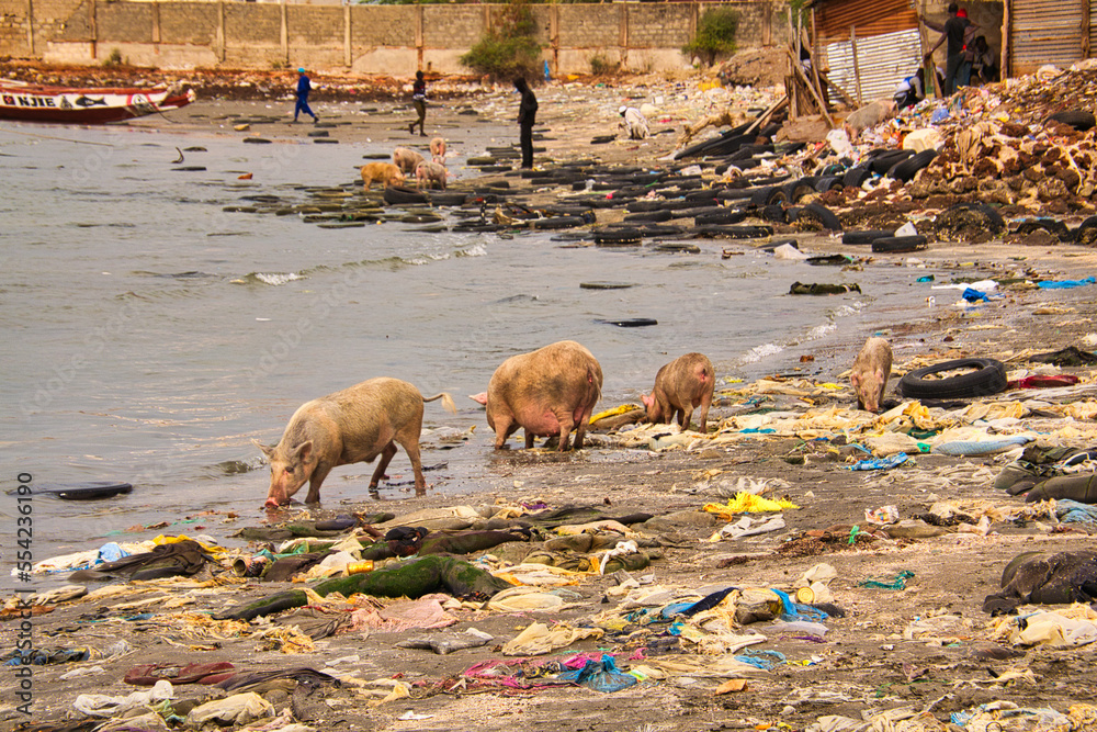 Beach sand and ocean with so many garbage with pigs eating plastic ...