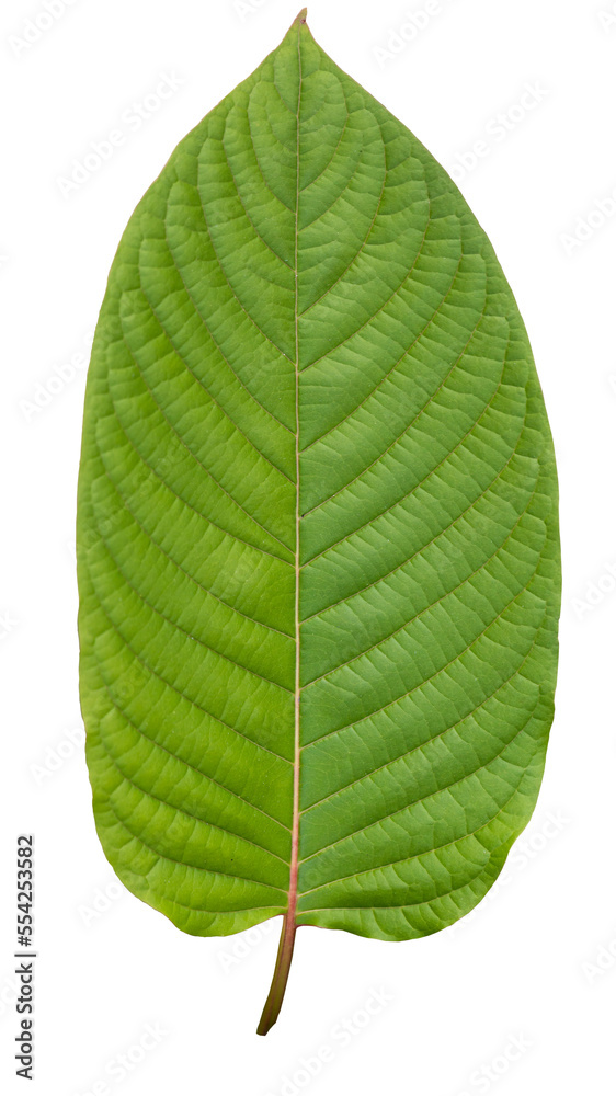 Kratom is scientifically known as Mitragyna speciosa (Korth.) Havil ...