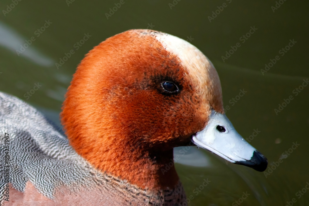 Eurasian wigeon (Mareca penelope) male which is a common dabbling duck ...