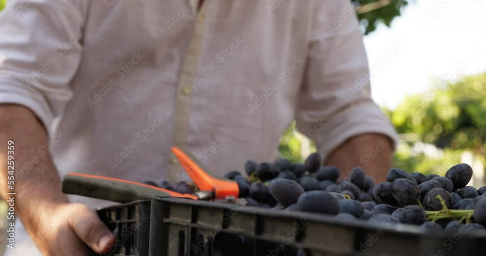 A grape picker makes up crates to transport fresh grapes to market ...