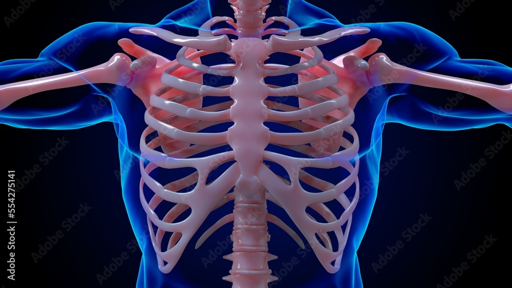 human skeleton anatomy rib bones for medical concept 3D rendering Stock ...