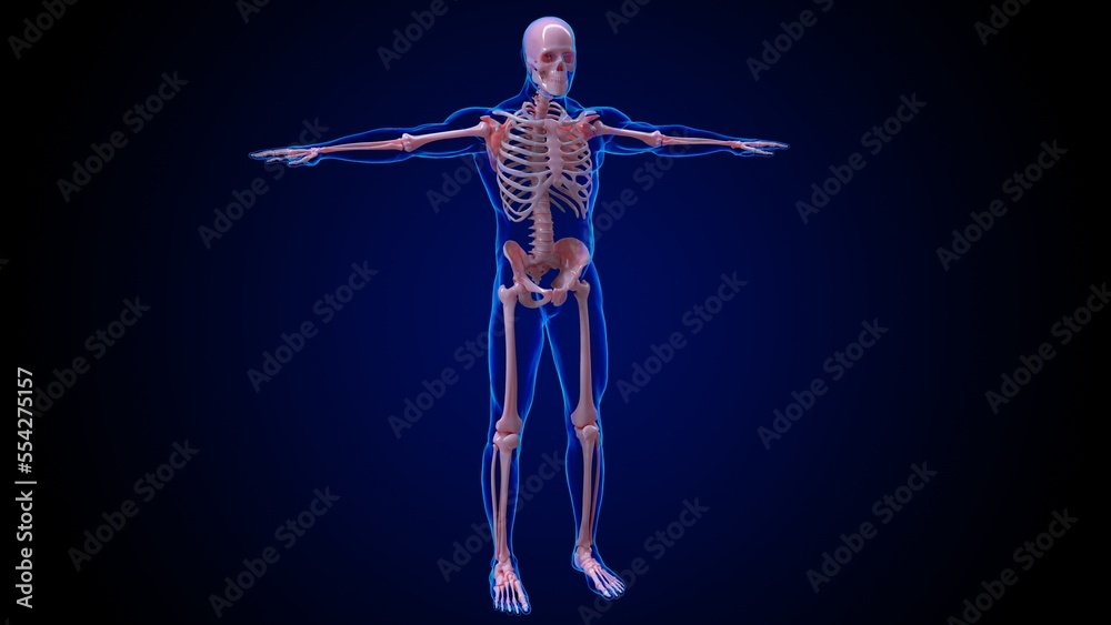 human skeleton anatomy complete 206 bones for medical concept 3D ...