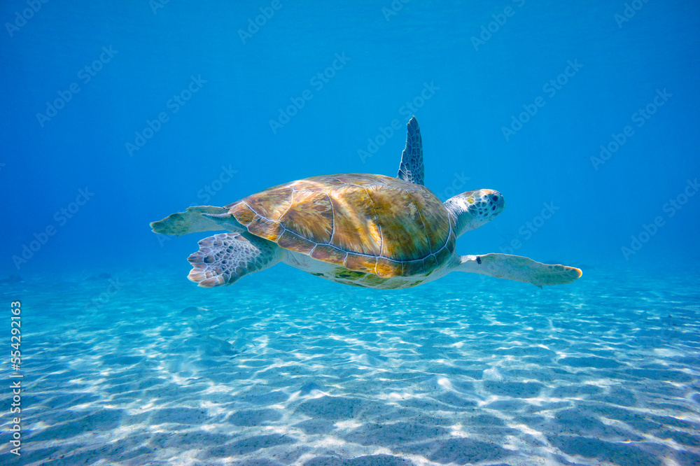 Beautiful Sea Turtle Swimming In The Caribbean Sea. Green Sea Turtle in ...