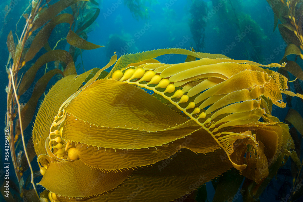 Air bladders lift strands of giant kelp (Macrocystis pyrifera) toward ...