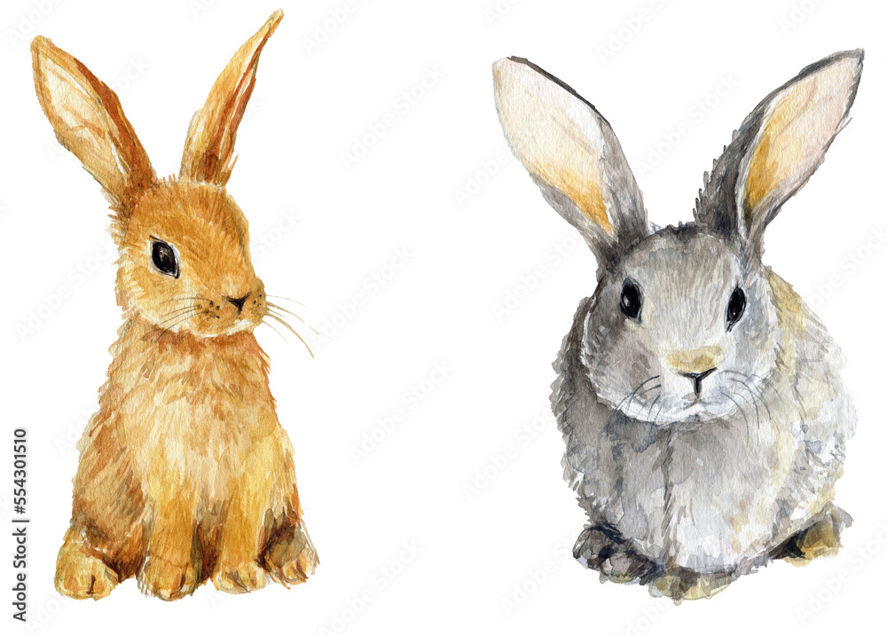 Rabbits watercolor illustration 600 dpi PNG with transparent background ...