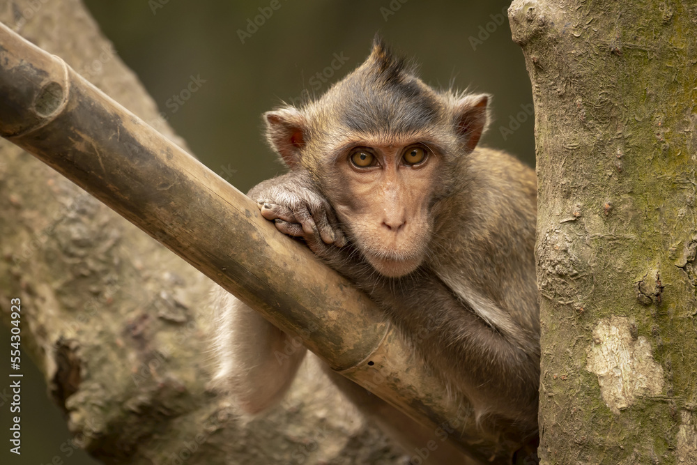 Long-tailed macaque (Macaca fascicularis) leaning head on both paws ...
