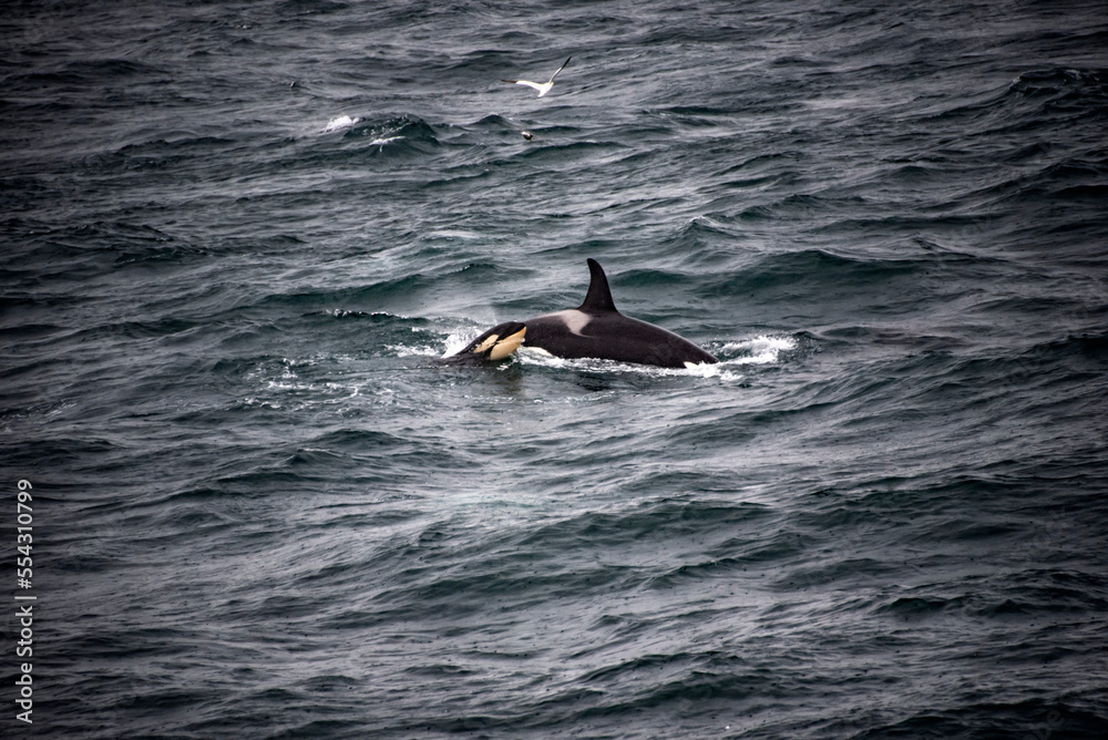 Orca (Orcinus orca) and calf off the coast of Iceland in the Westman ...