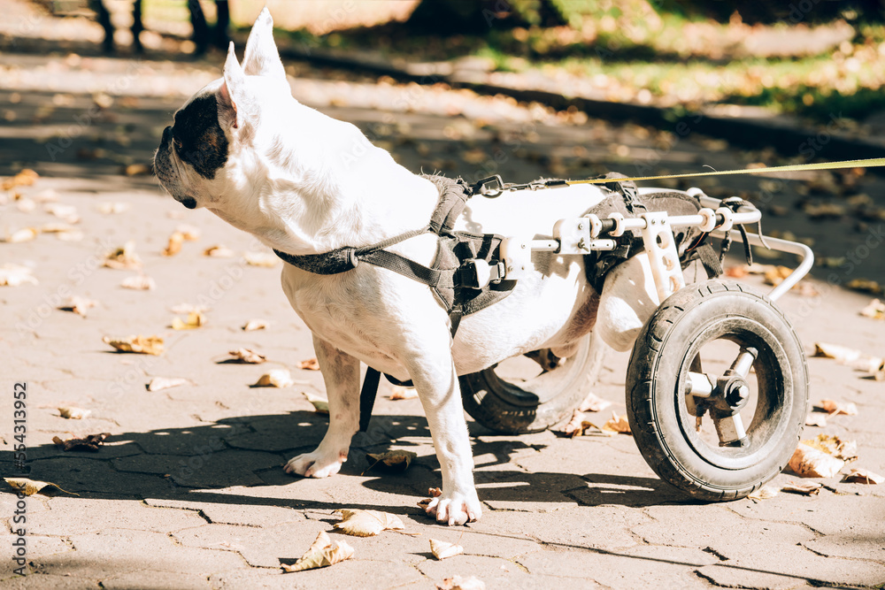 Fotka „Dog with disabilities on a walk. Disabled french bulldog walking ...