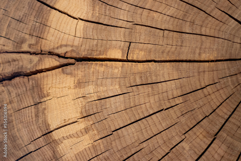 Cross-section of a 100-year-old tree trunk. Background Stock Photo ...