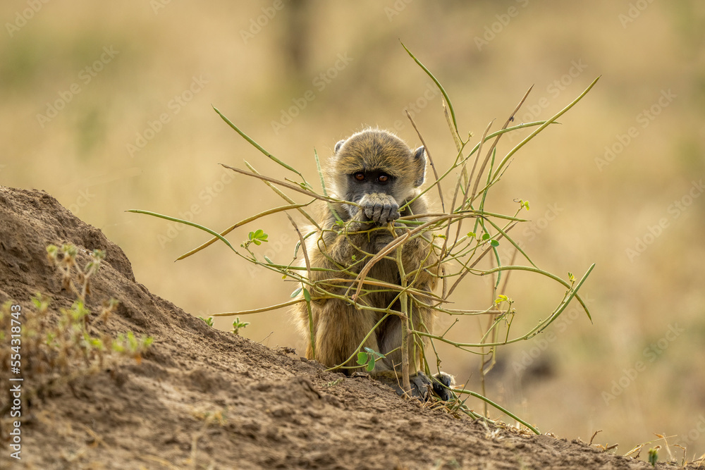 Chacma baboon (Papio ursinus) sits holding plant watching camera in ...
