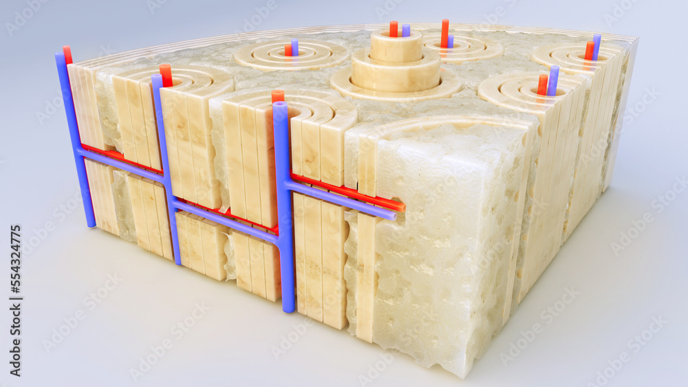 Bone tissue closeup through a cross section of a bone - 3D rendering ...