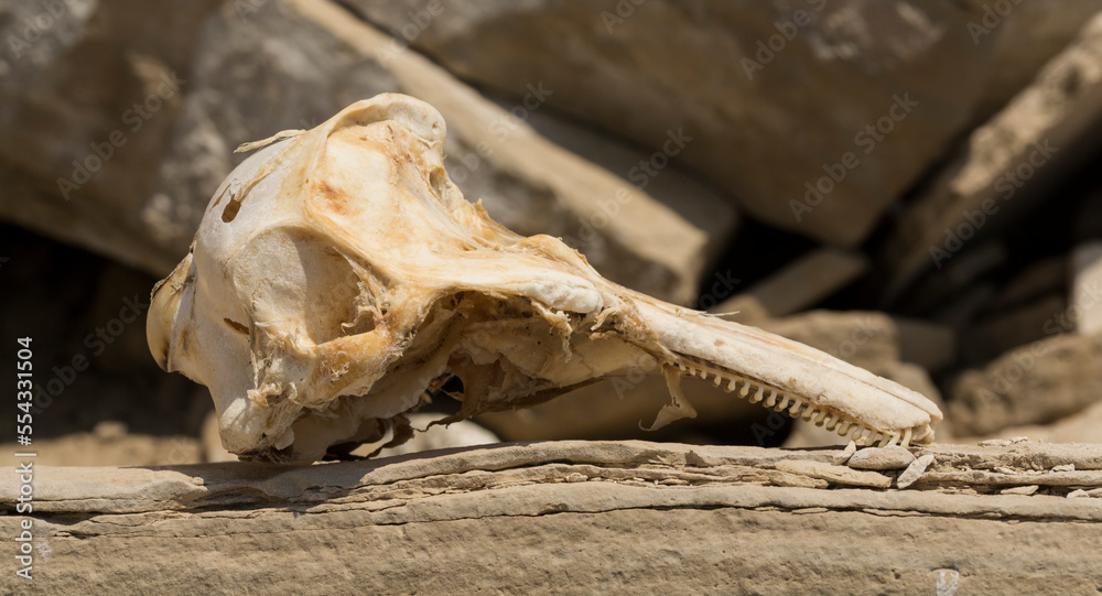Decomposition of the corpse of a Black Sea dolphin. The skull of a ...