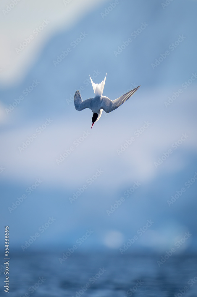 Antarctic tern (Sterna vittata) dives into ocean past iceberg ...