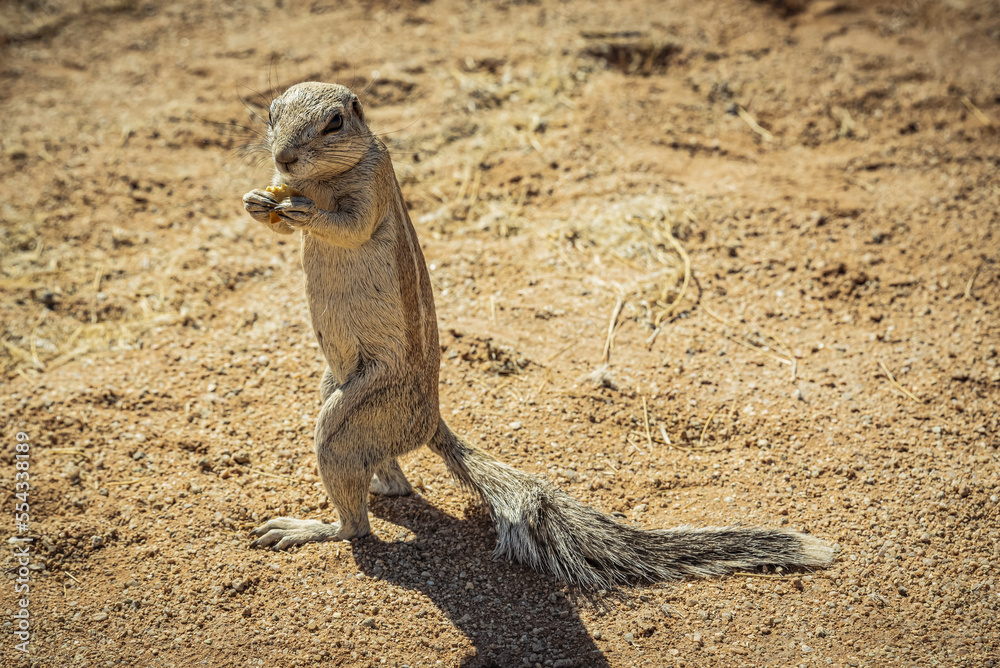 Ground squirrel ((Sciuridae) in Solitaire, Namib-Naukluft National Park; Namibia Stock Photo ...