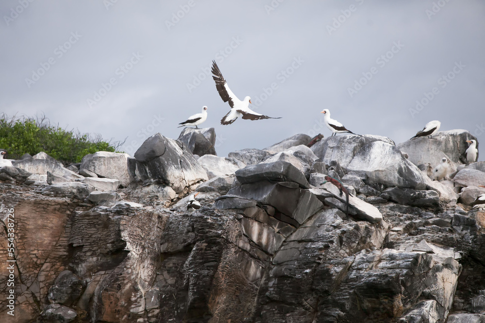 Nazca boobies, chicks, and a marine iguana resting on a volcanic rock ...