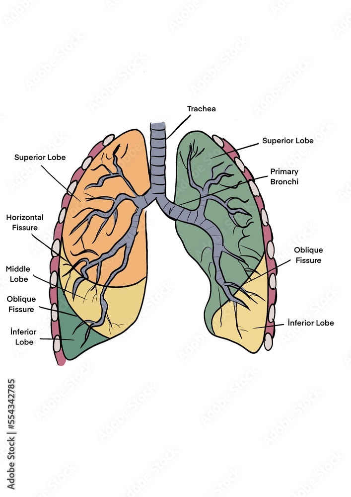 lung anatomy Stock Illustration | Adobe Stock