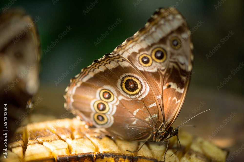 Peleides blue morpho butterfly (Morpho peleides) in the Butterfly ...