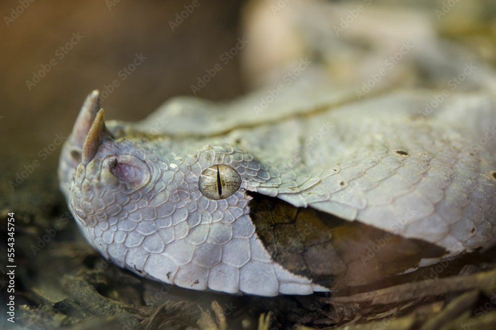 Close-up view of the head and nasal scales of a Gaboon viper (Bitis ...