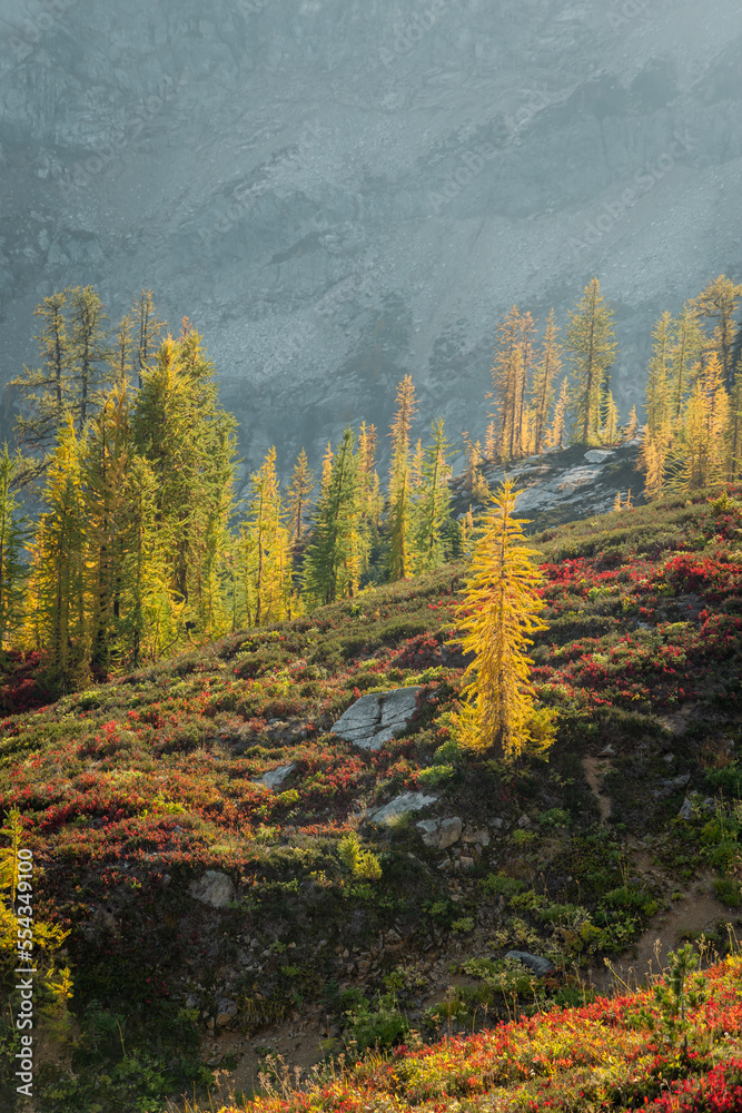 Stunning fall autumn yellow green colors of beautiful Larch trees on ...