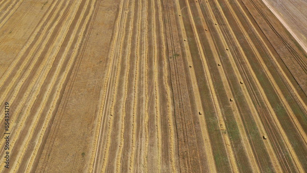 An aerial view of combines harvesting wheat. Mass harvesting of wheat ...