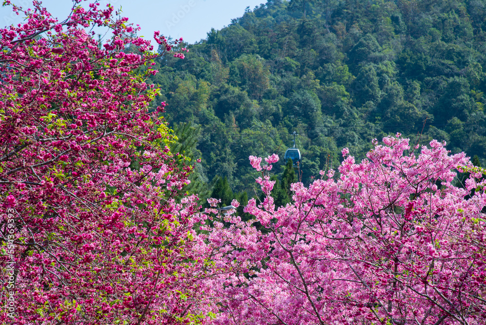 Take a cable car to see cherry blossoms in Formosan Aboriginal Culture ...