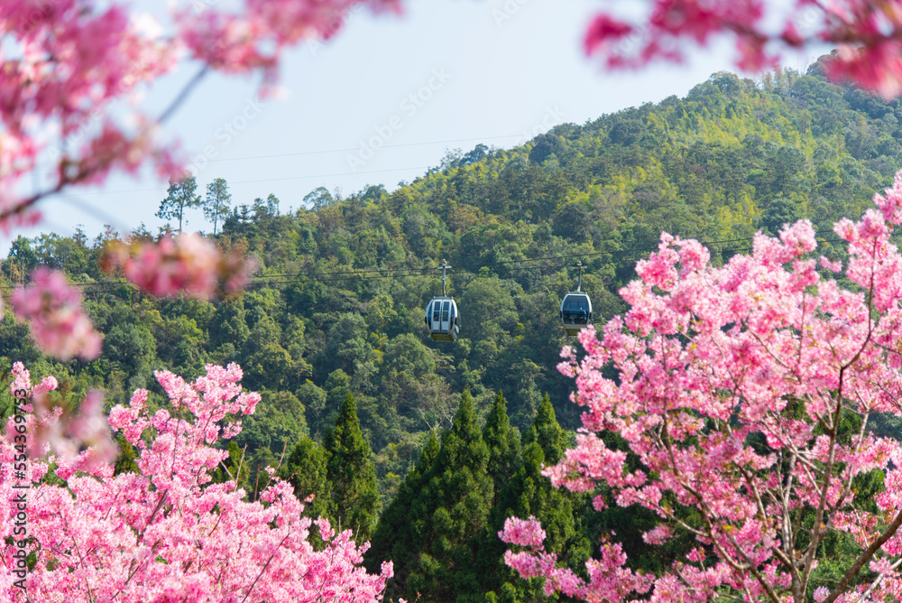 Take a cable car to see cherry blossoms in Formosan Aboriginal Culture ...