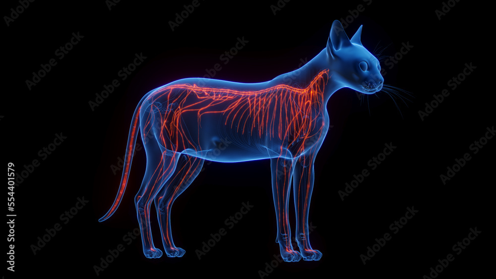 3D medical illustration of a cat's nervous system Stock Illustration ...