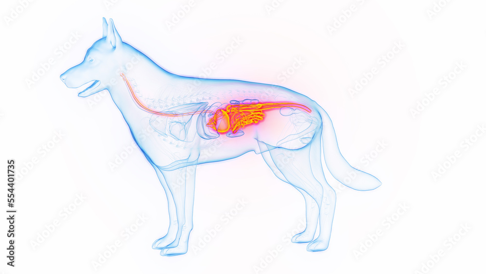 3D medical illustration of a dog's digestive tract Stock Illustration ...