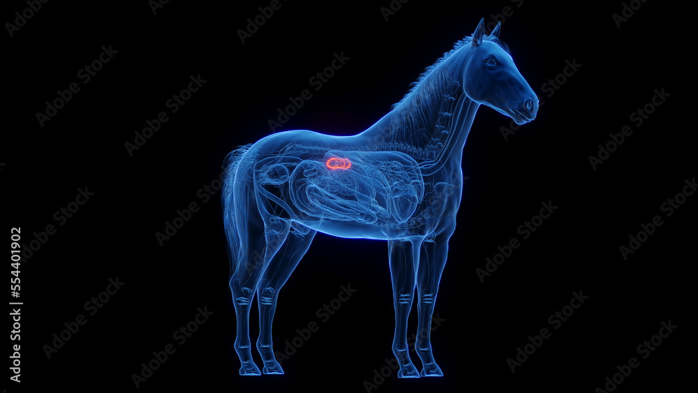 3D medical illustration of a horse's kidneys Stock Illustration | Adobe ...