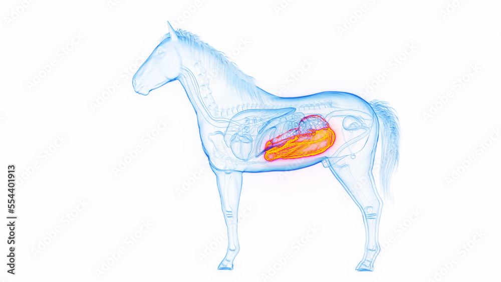 3D medical illustration of a horse's large intestine Stock Illustration ...
