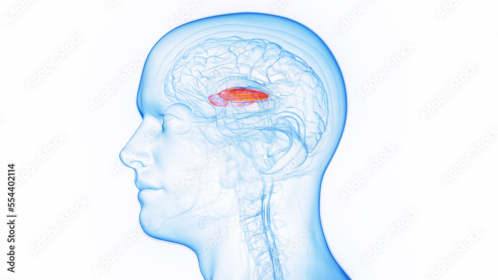3D medical illustration of a man's lateral globus pallidus Stock ...