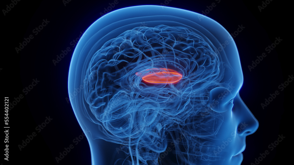 3D medical illustration of a man's lateral globus pallidus Stock ...