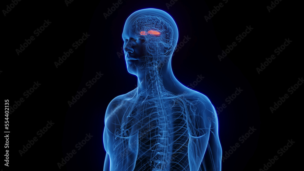 3D medical illustration of a man's lateral globus pallidus Stock ...