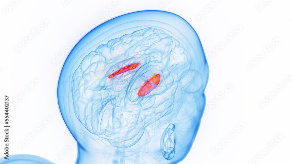3D medical illustration of a man's lateral globus pallidus Stock ...