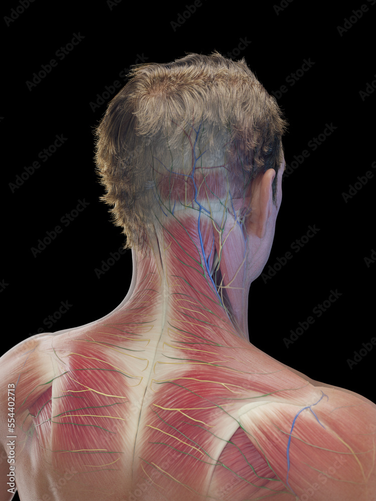 3d medical illustration of a man's neck and upper back muscles Stock ...