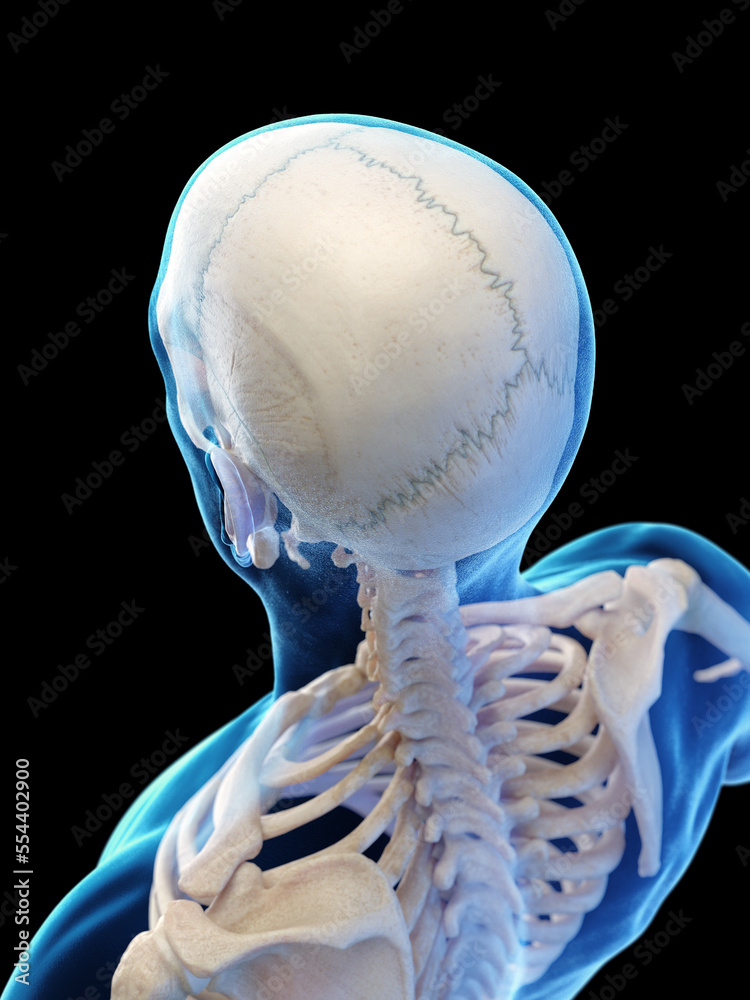 3d medical illustration of skeletal structure of a man's head and torso ...