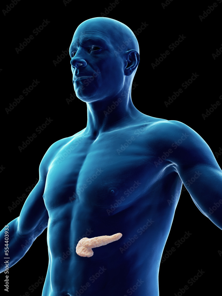 3d medical illustration of a man's pancreas Stock Illustration | Adobe ...