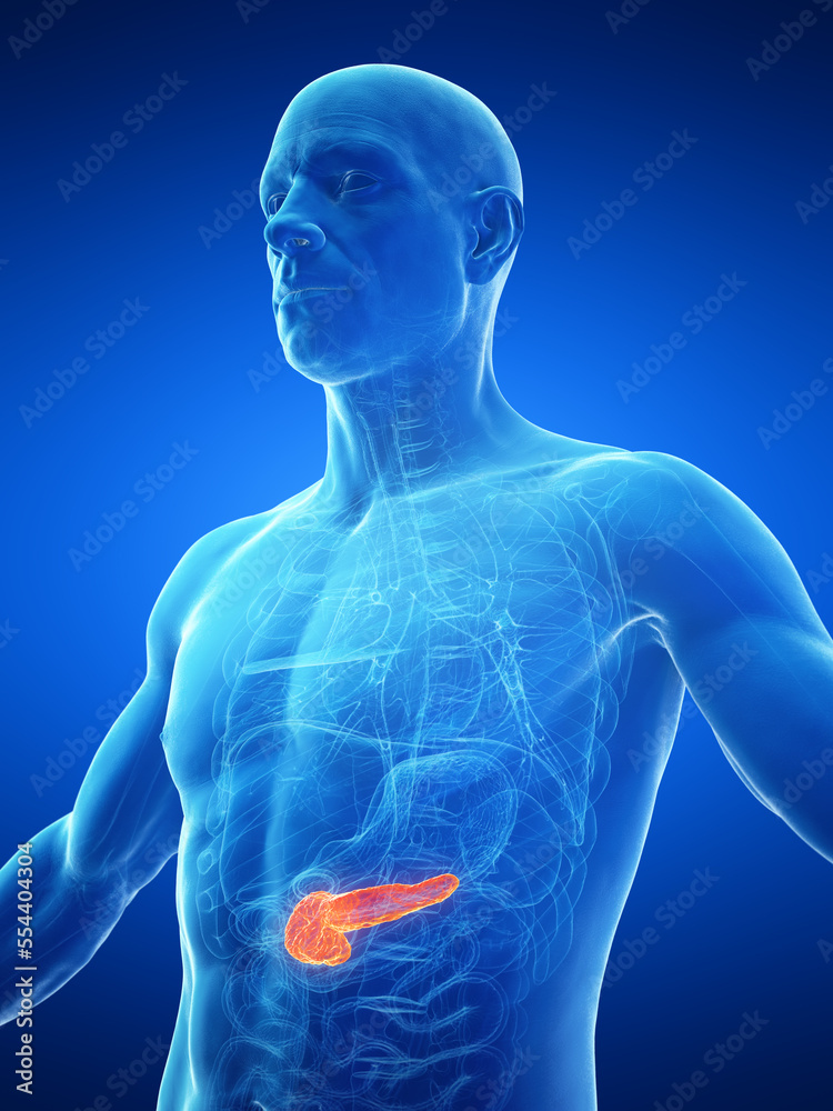 3d medical illustration of a man's pancreas Stock Illustration | Adobe ...