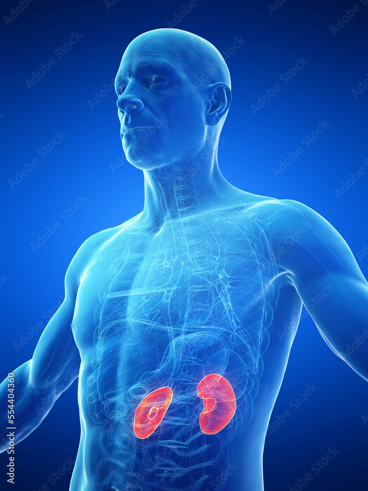 3d medical illustration of a man's kidneys Stock Illustration | Adobe Stock