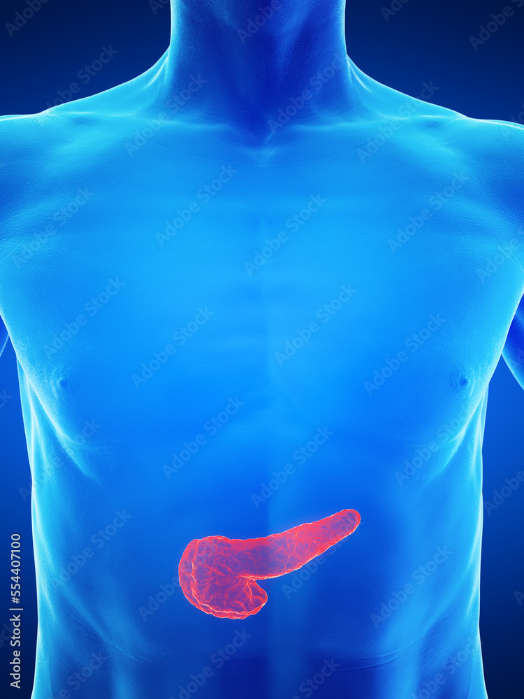 3d medical illustration of a man's pancreas Stock Illustration | Adobe ...