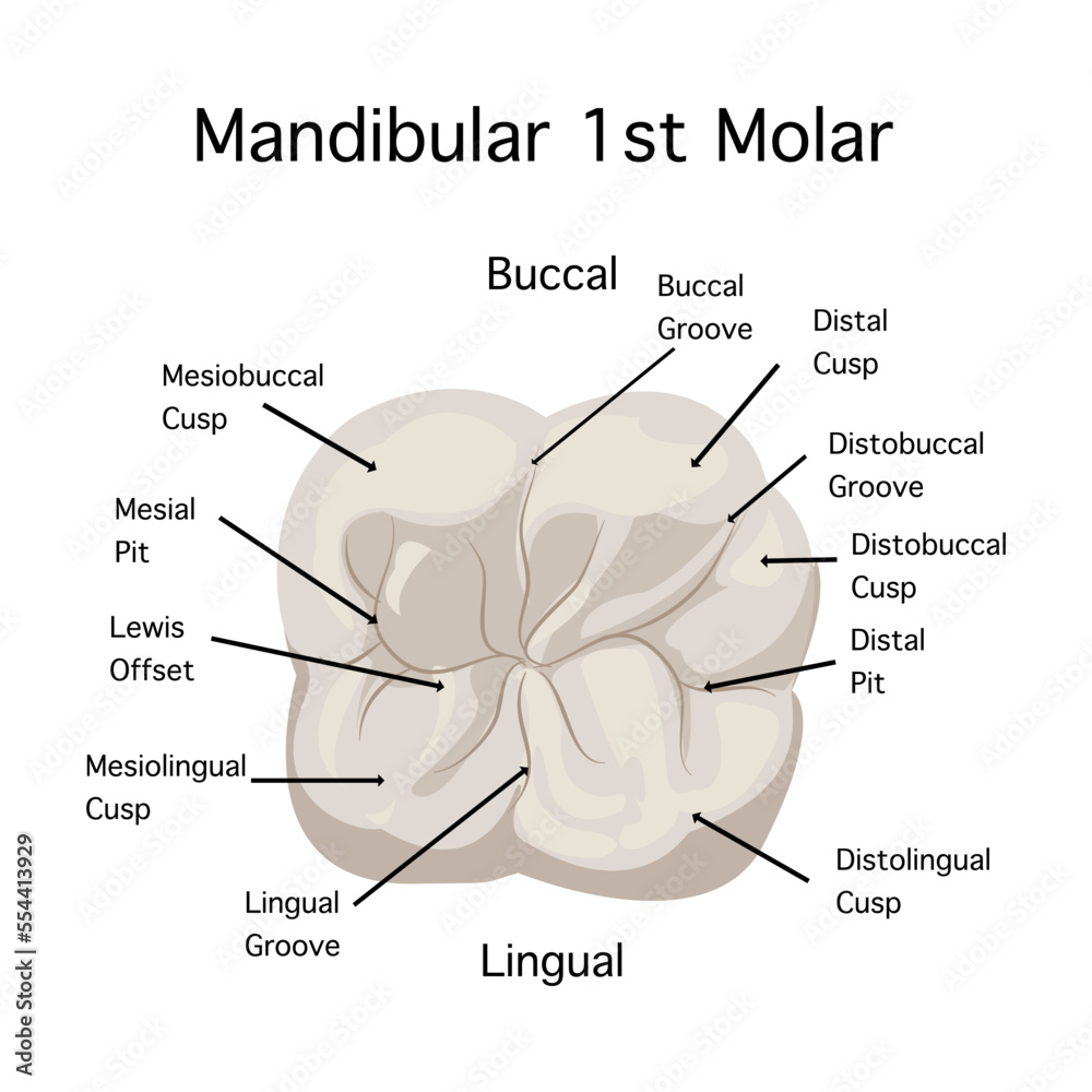 Top view of Mandibular 1st Modal anatomy on white background.Maxillary ...