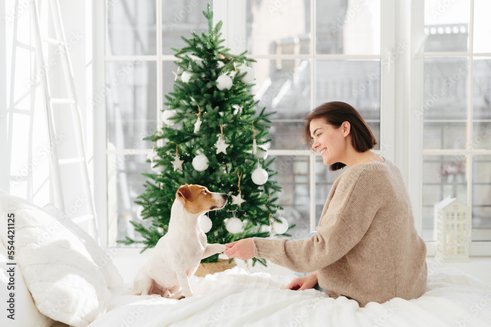 Cute funny dog poses with woman host on bed, gives paw, enjoy comfort ...