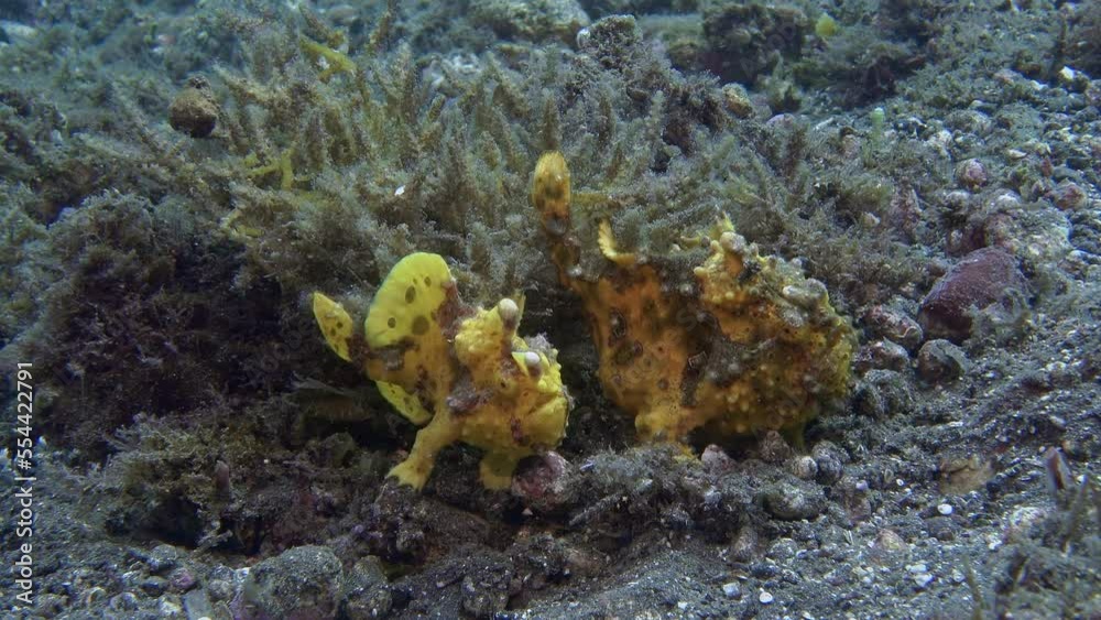Male and female frog fish sit together next to a bush of algae. Warty ...