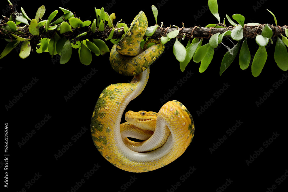 Closeup Green Tree Python (Morelia viridis). This Green Tree Python is ...