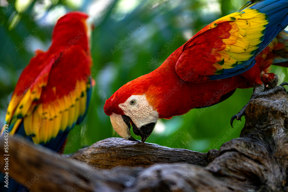 Pair of red macaw in a tree, also known as red parrot belonging to the ...