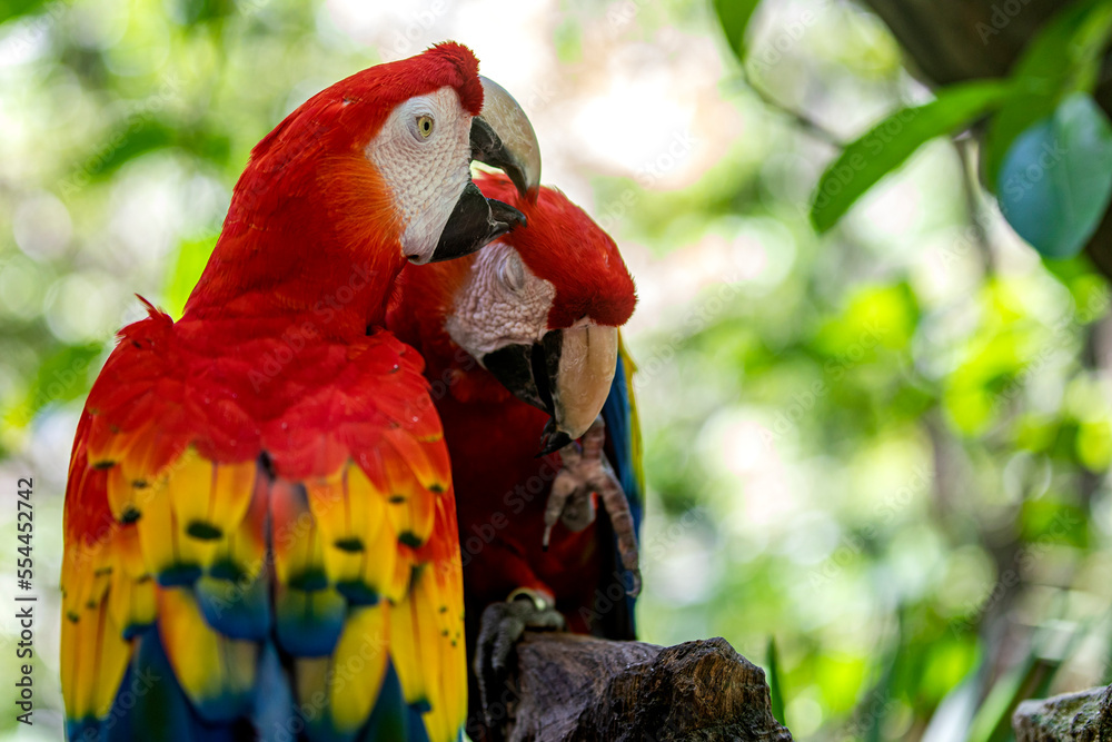 Family of red macaw specimens, also known as red parrot belonging to ...
