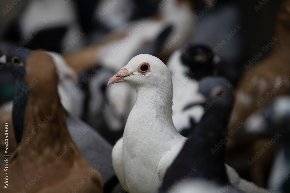 Somersaulting pigeons are known for their superior somersault skills ...