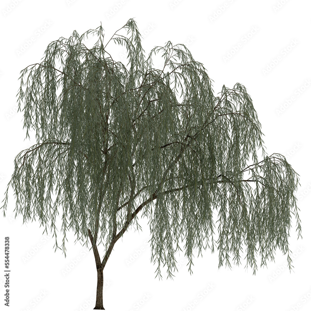 weeping willow tree on isolated empty background Stock Illustration ...