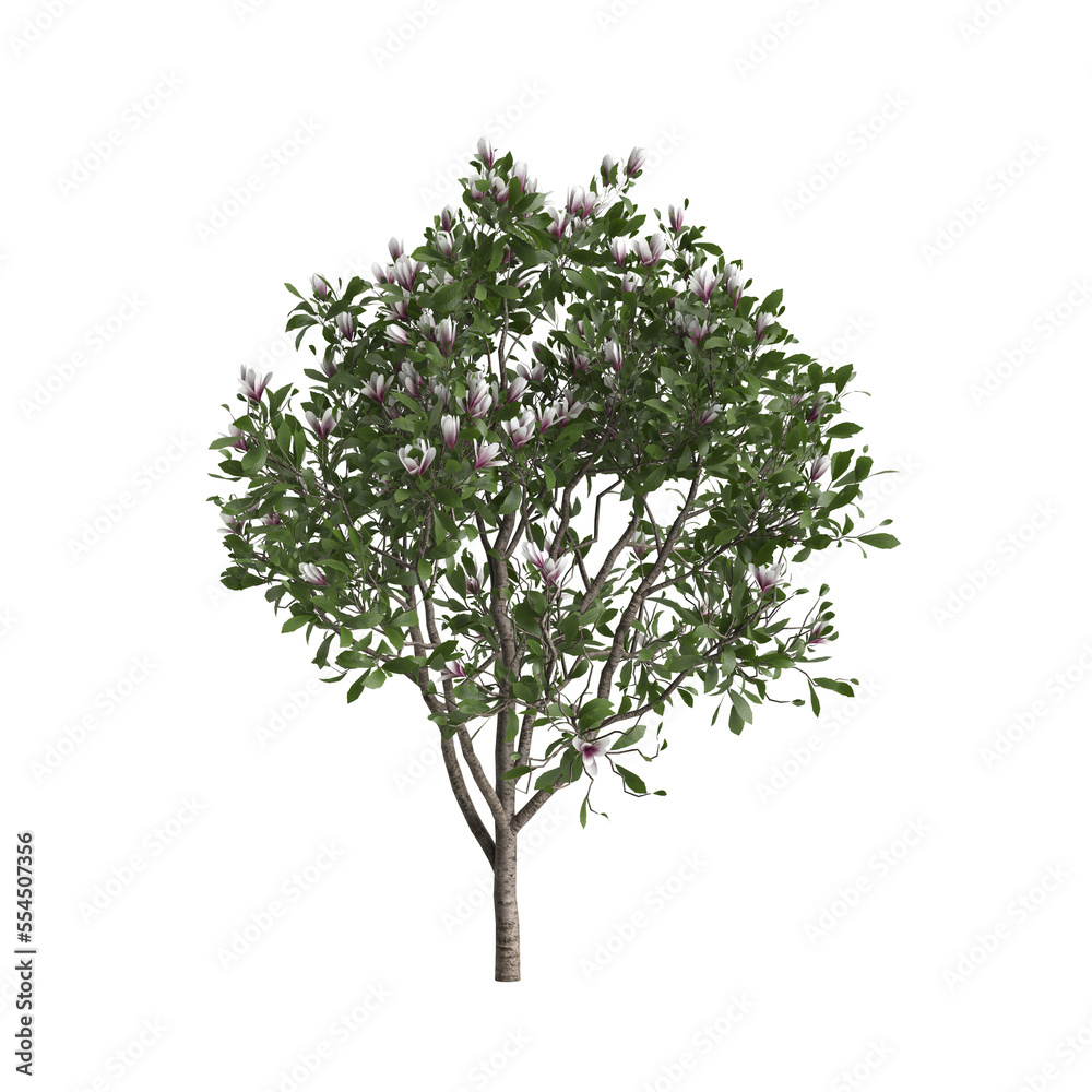 3d illustration of magnolia x soulangeana tree isolated on transparent ...