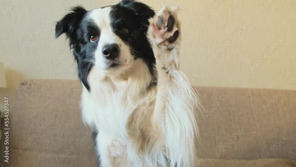 Funny portrait of puppy dog border collie waving paw sitting on couch ...